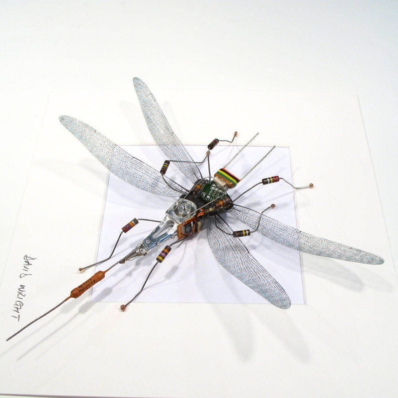 Insect Art Insect Wings Framed Insect Electrician Gift - Etsy