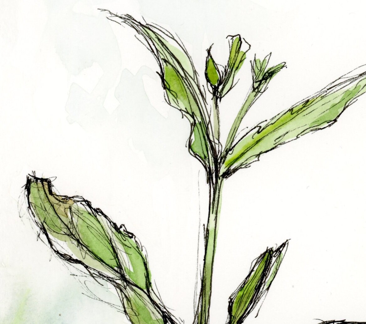 Original Painting Landscape, Plant, Ink Drawing, Watercolor Landscape ...