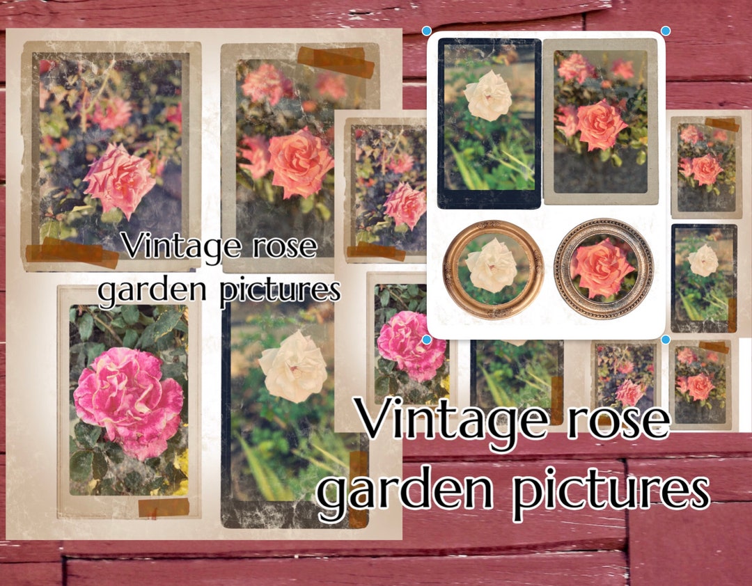 Vintage Style Pictures of Roses - Etsy