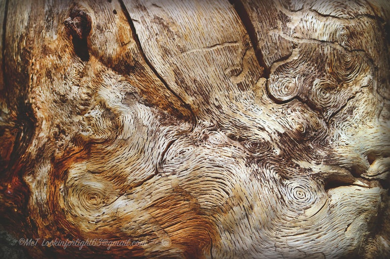 Abstract Tree Photo Set | Tree Bark Print Series | Macro Forest Photo ...