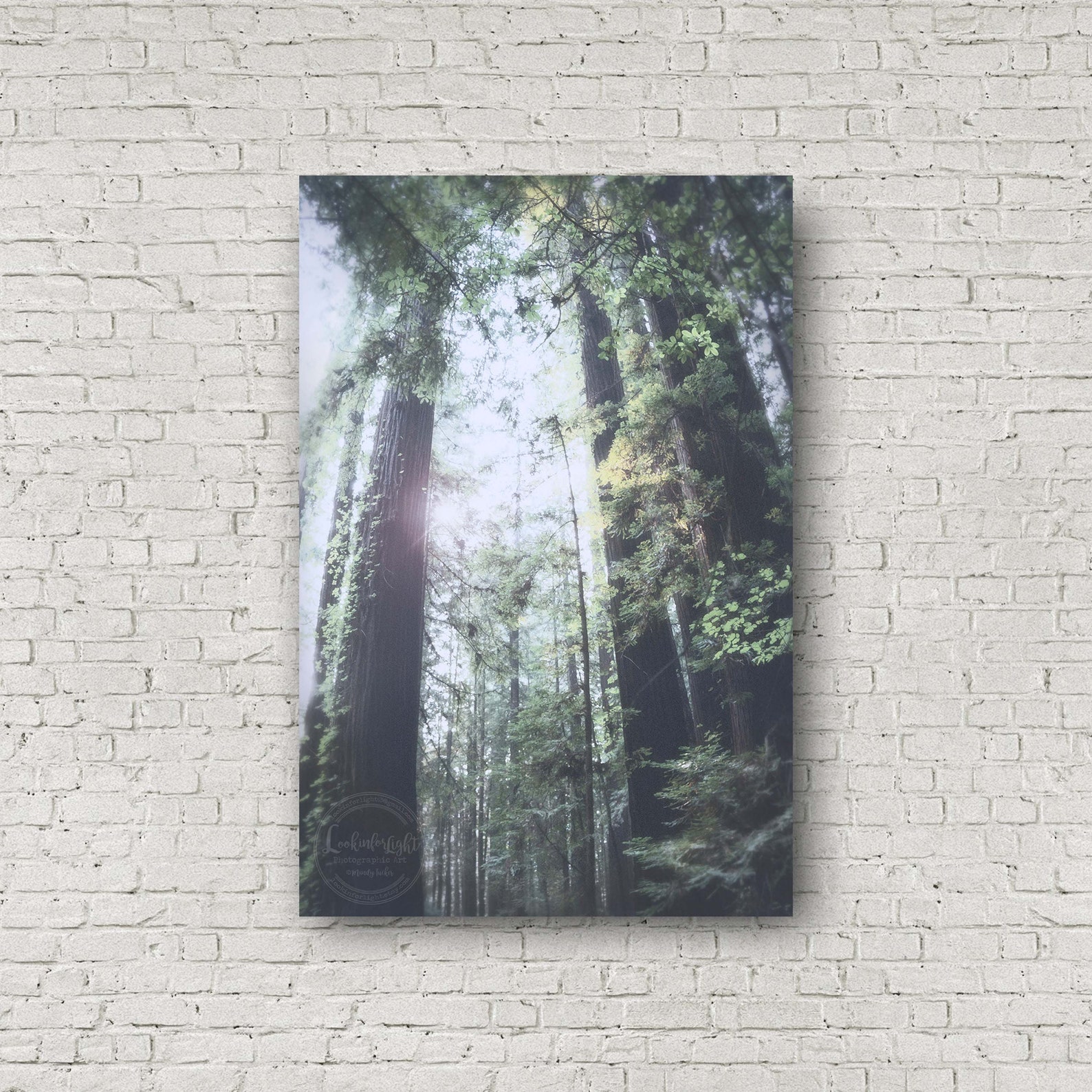 Tree Photo | Redwood Forest Art | Sunlight Forest Photo | Tree Wall ...