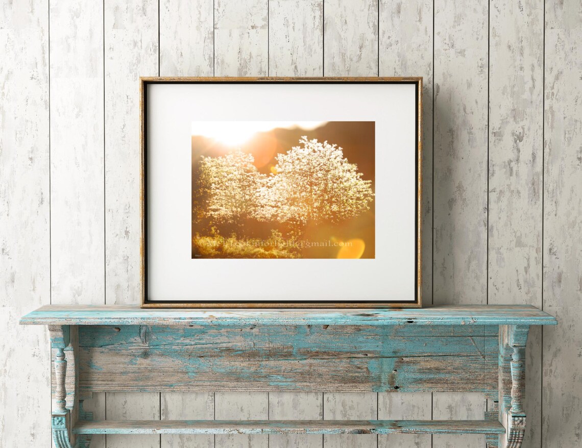 Sunlight & Trees Photo | Golden Sunshine Art |tree Blossoms Print | Sun ...