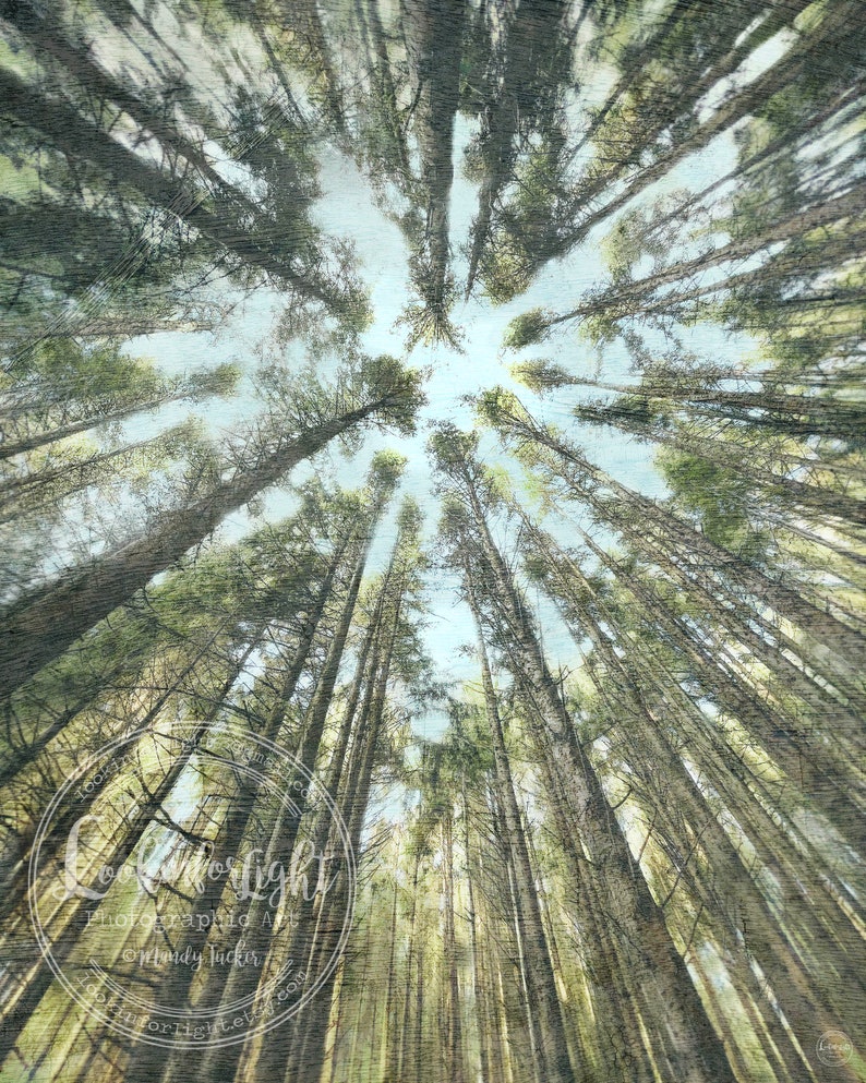 Tree Photography | Forest View | Looking up Photo | in the Woods ...