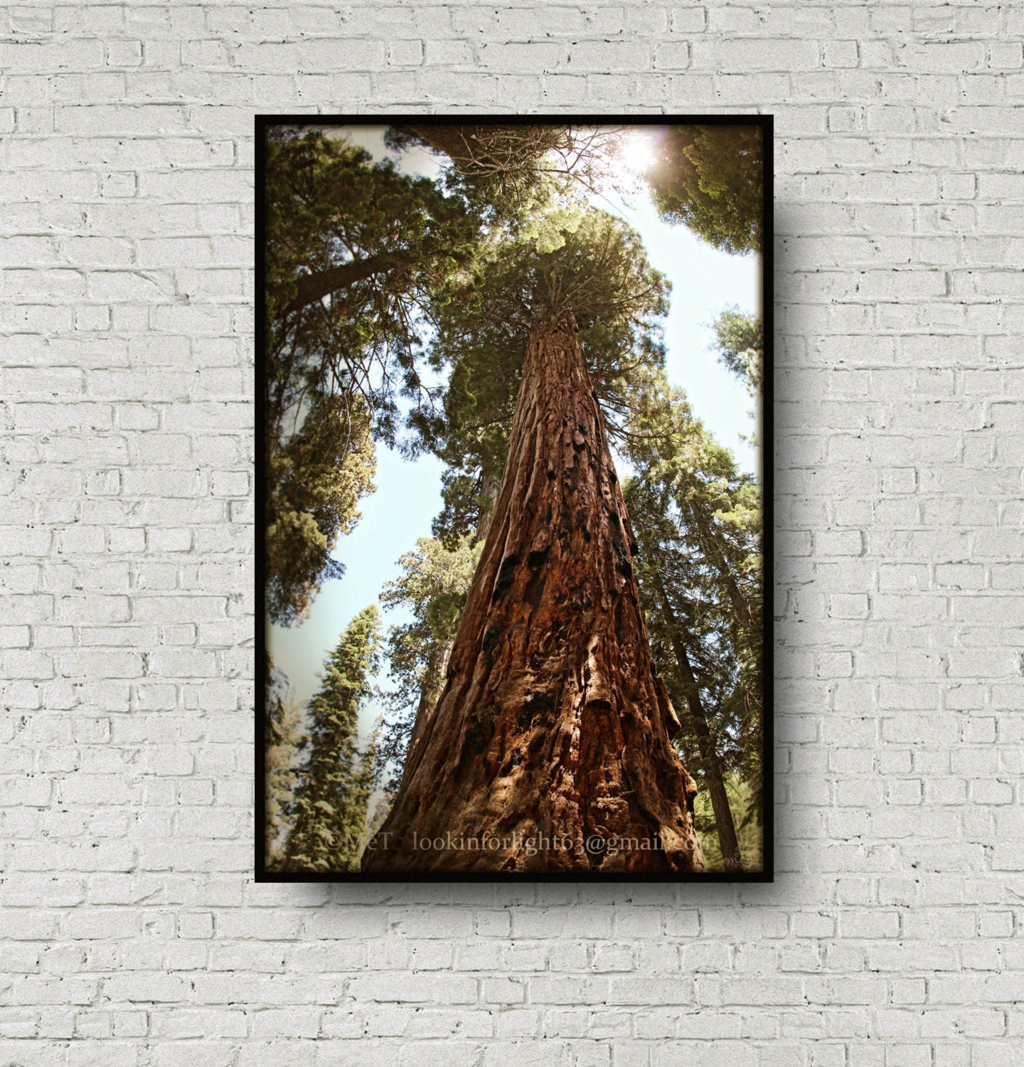 Tree Photography | Sequoia Tree | Woodlands Art | California Nature ...