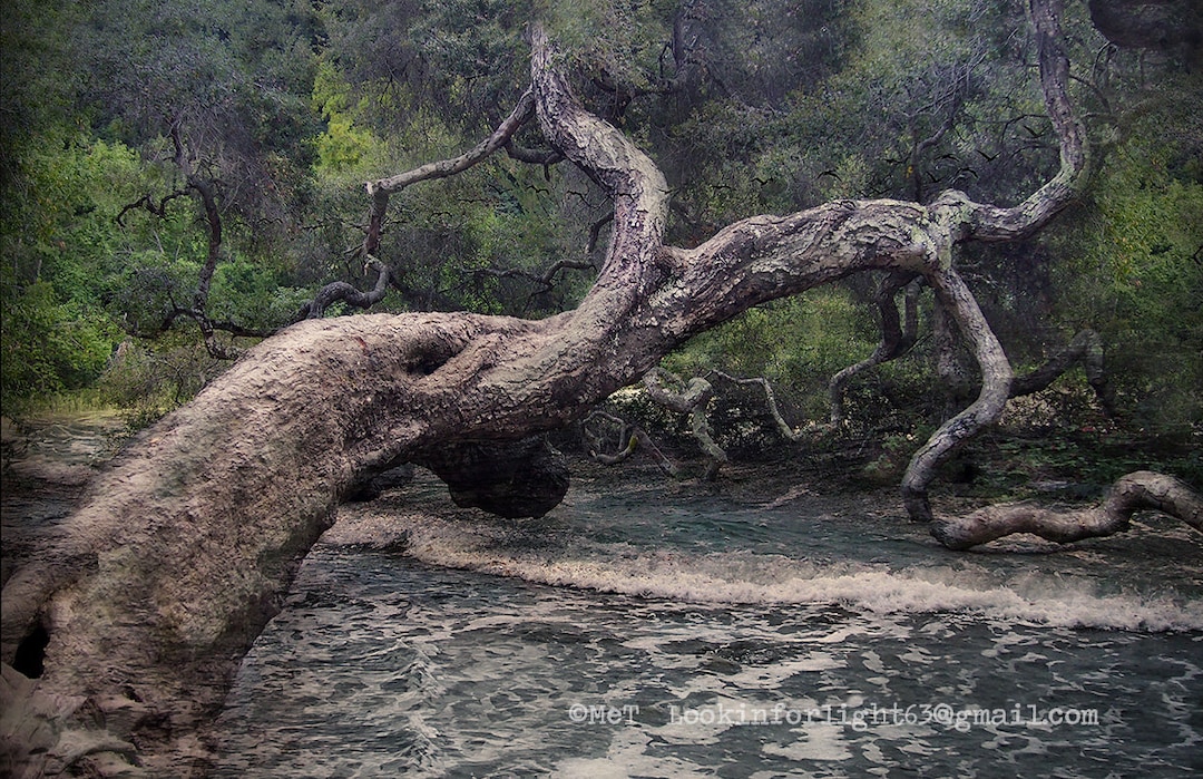 Surreal Tree Ocean Collage | Tree Ocean Montage | Sublime Tree and ...