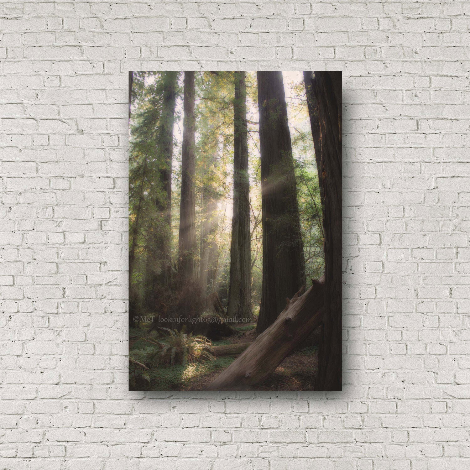 Tree Photo | Redwoods Art | Redwood Forest Photo | Woodland Tree Print ...