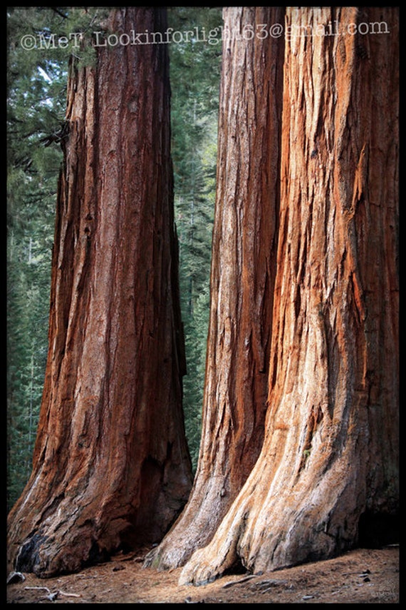 Tree Photo Yosemite Sequoia Photo Mariposa Grove | Etsy
