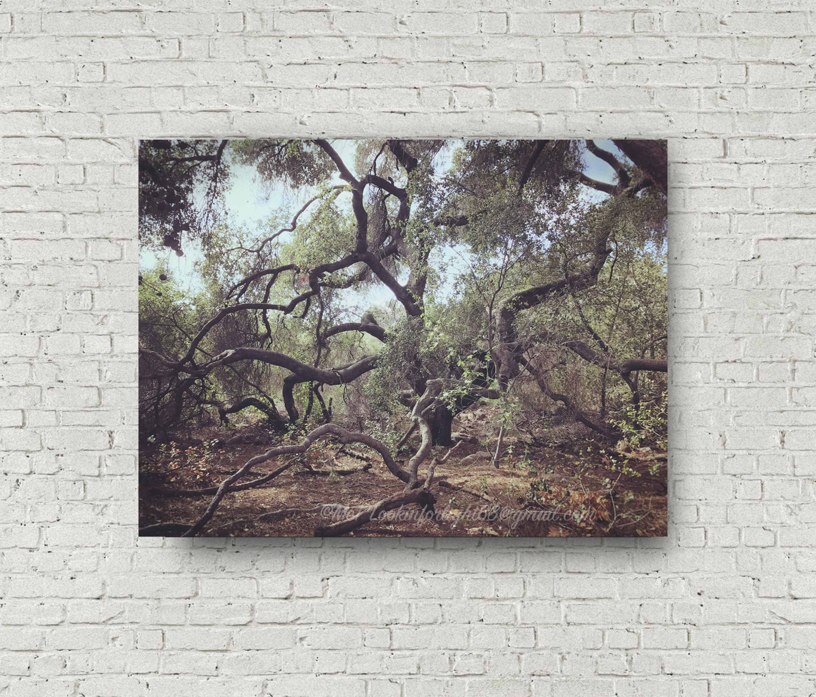 Tree Photography | Live Oak Tree Print | Wild Tree | Nature Art | Live ...