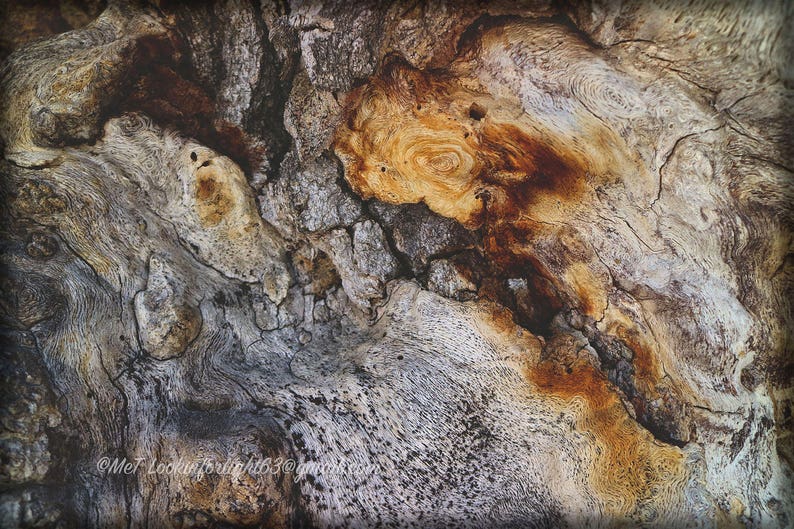 Abstract Tree Photo Set | Tree Bark Print Series | Macro Forest Photo ...