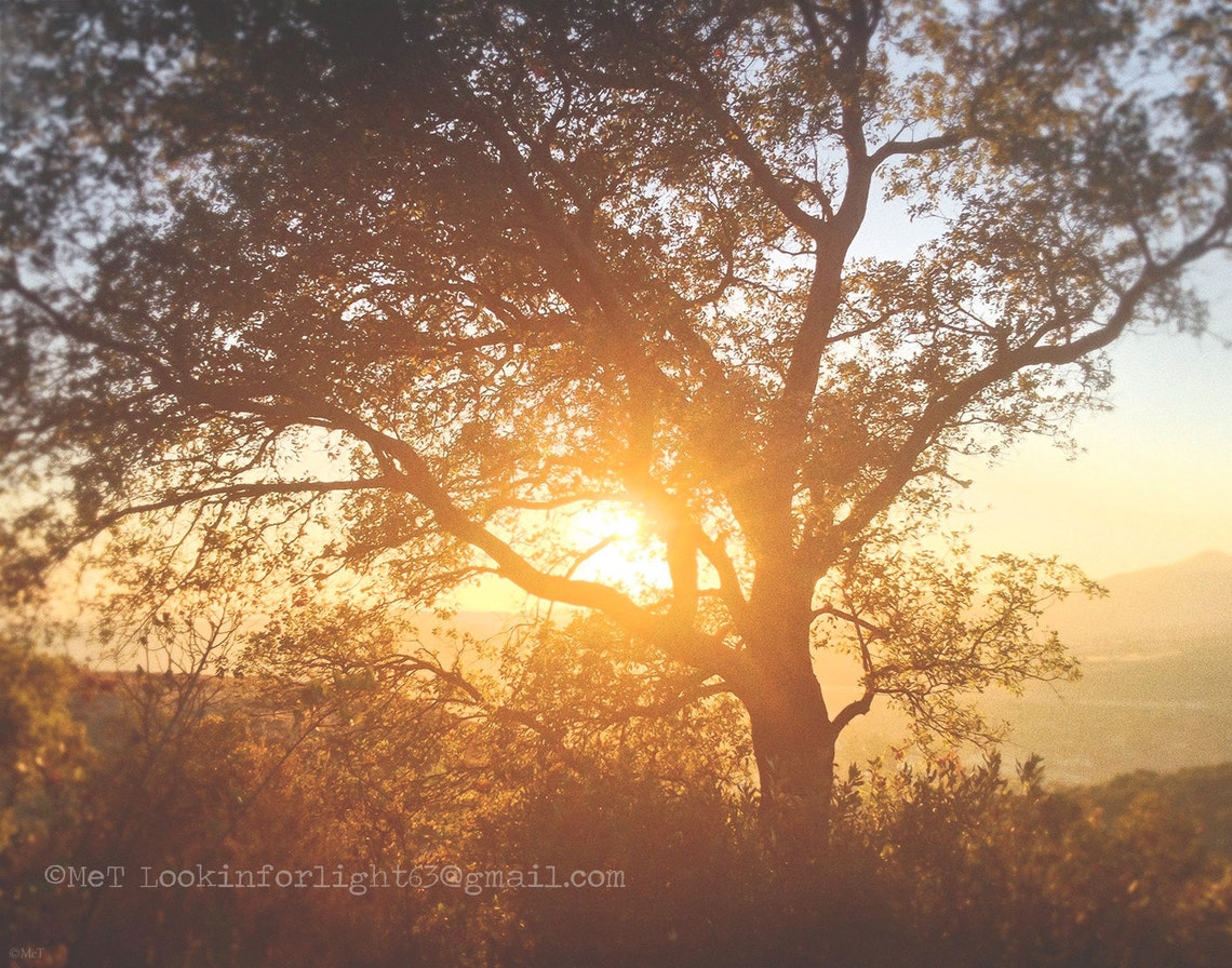Tree Photography, Golden Tree Art, Sunset Light Photo, Tree Light Photo ...