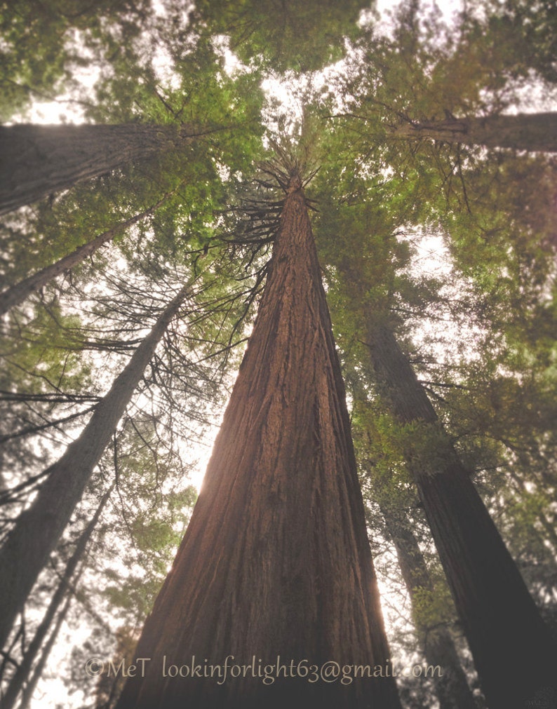 Tree Photography, Redwoods Tree, Woodland Art, Forest Photo, California ...