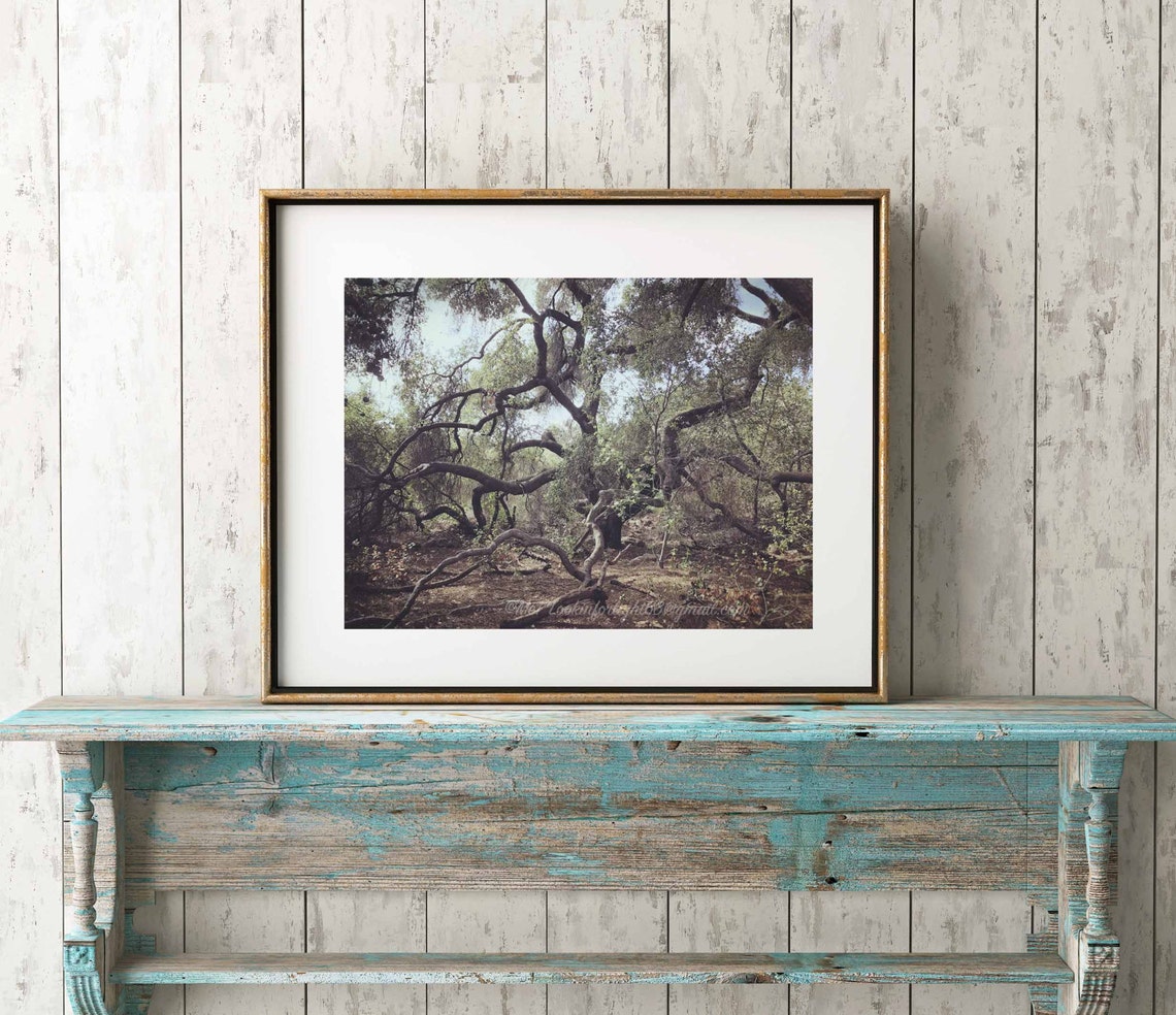 Tree Photography | Live Oak Tree Print | Wild Tree | Nature Art | Live ...