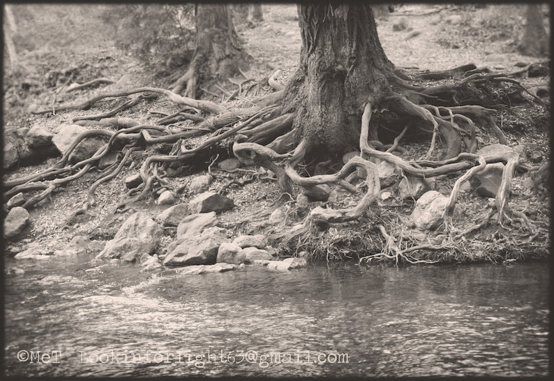 Surreal Tree Roots, Tree Roots Photo, Big Sur River Photo, California ...