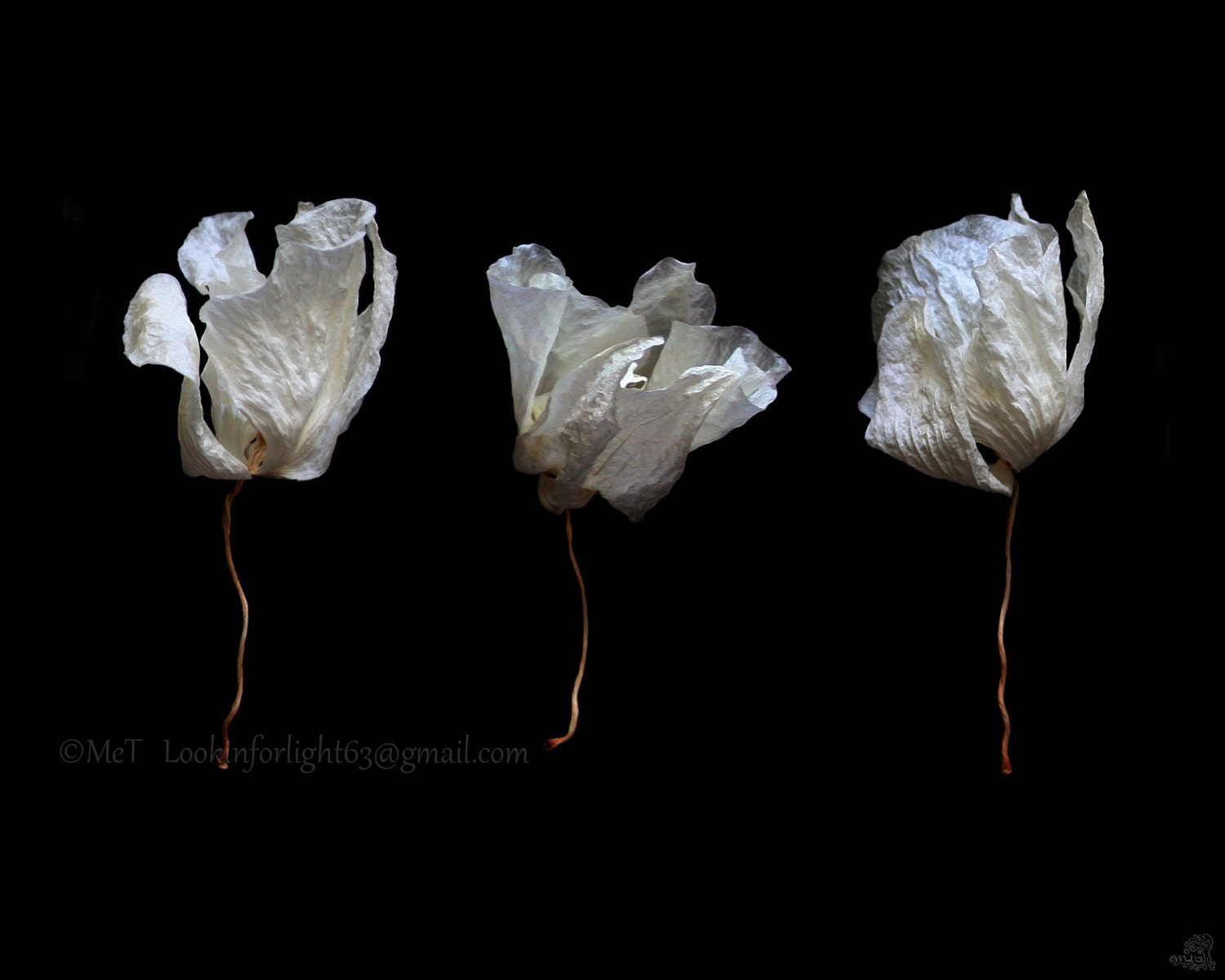 Orchid Photo Flower Photo Floral Nature Art Graceful | Etsy