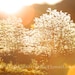 Sunlight & Trees Photo | Golden Sunshine Art |tree Blossoms Print | Sun ...