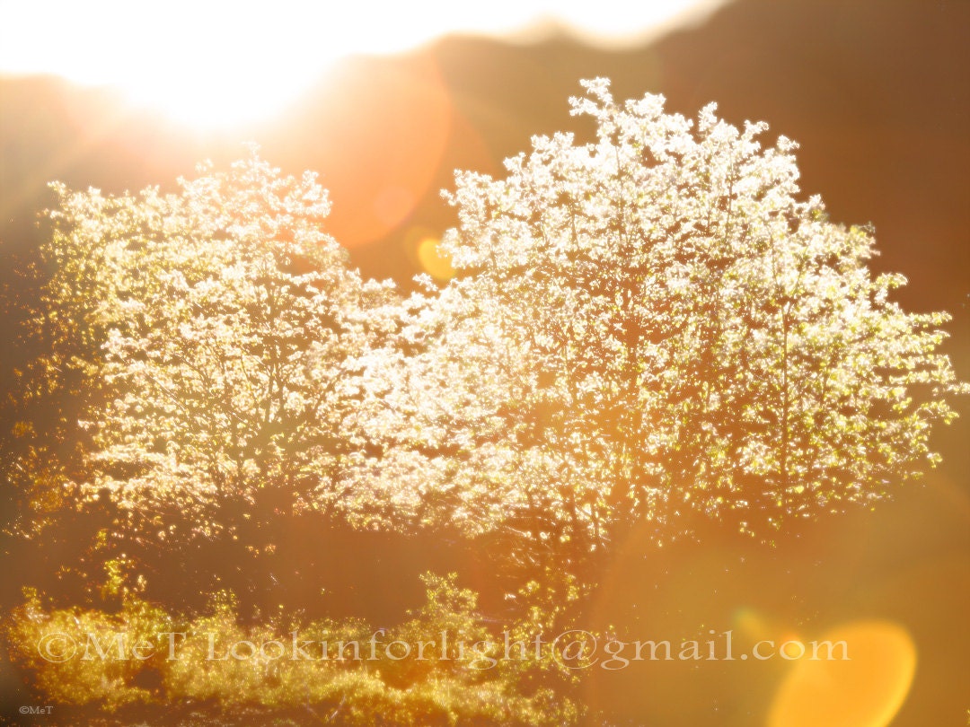 Sunlight & Trees Photo | Golden Sunshine Art |tree Blossoms Print | Sun ...