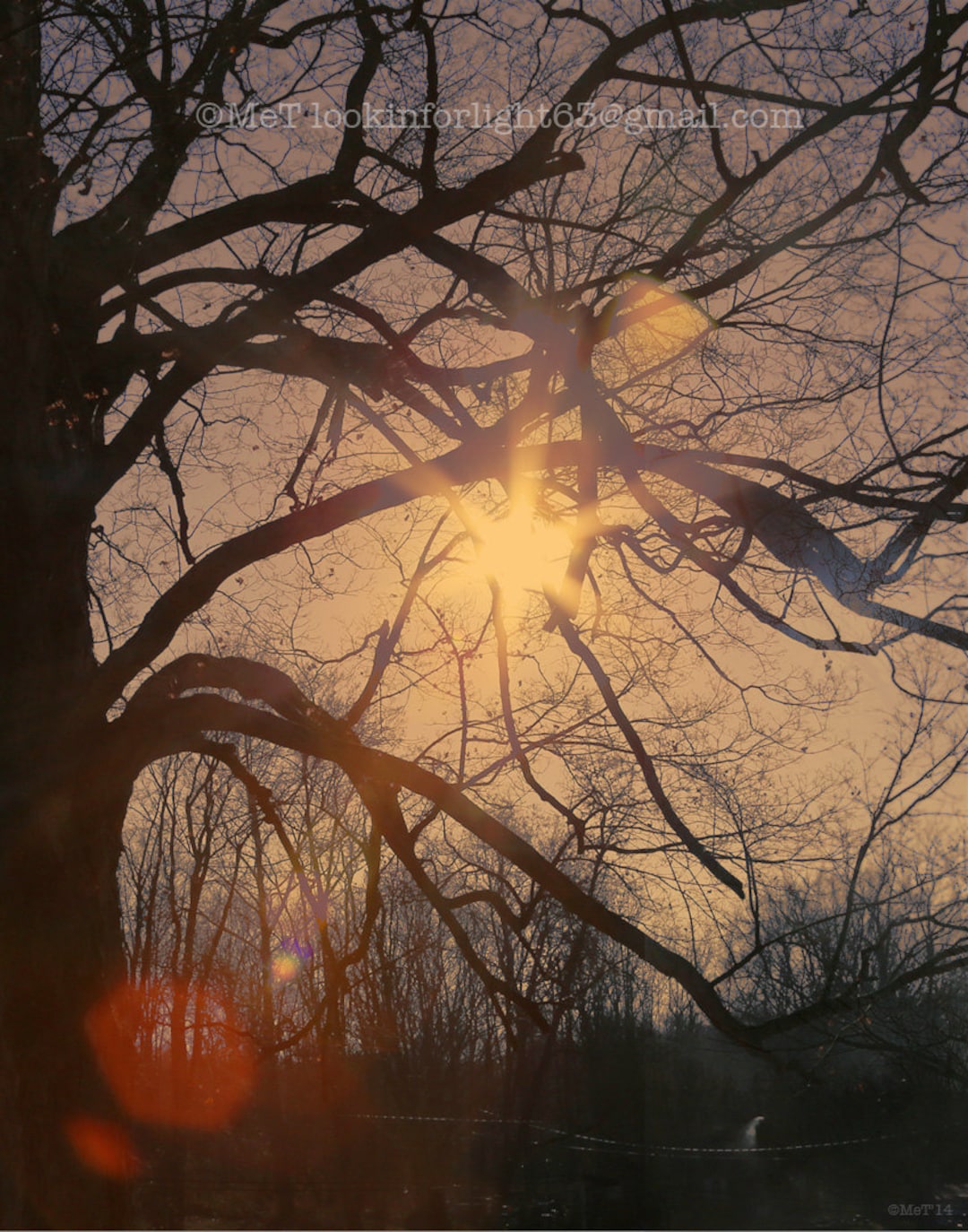 Abstract Tree Photo | Surreal Woodland Art | Tree Sunlight Print ...