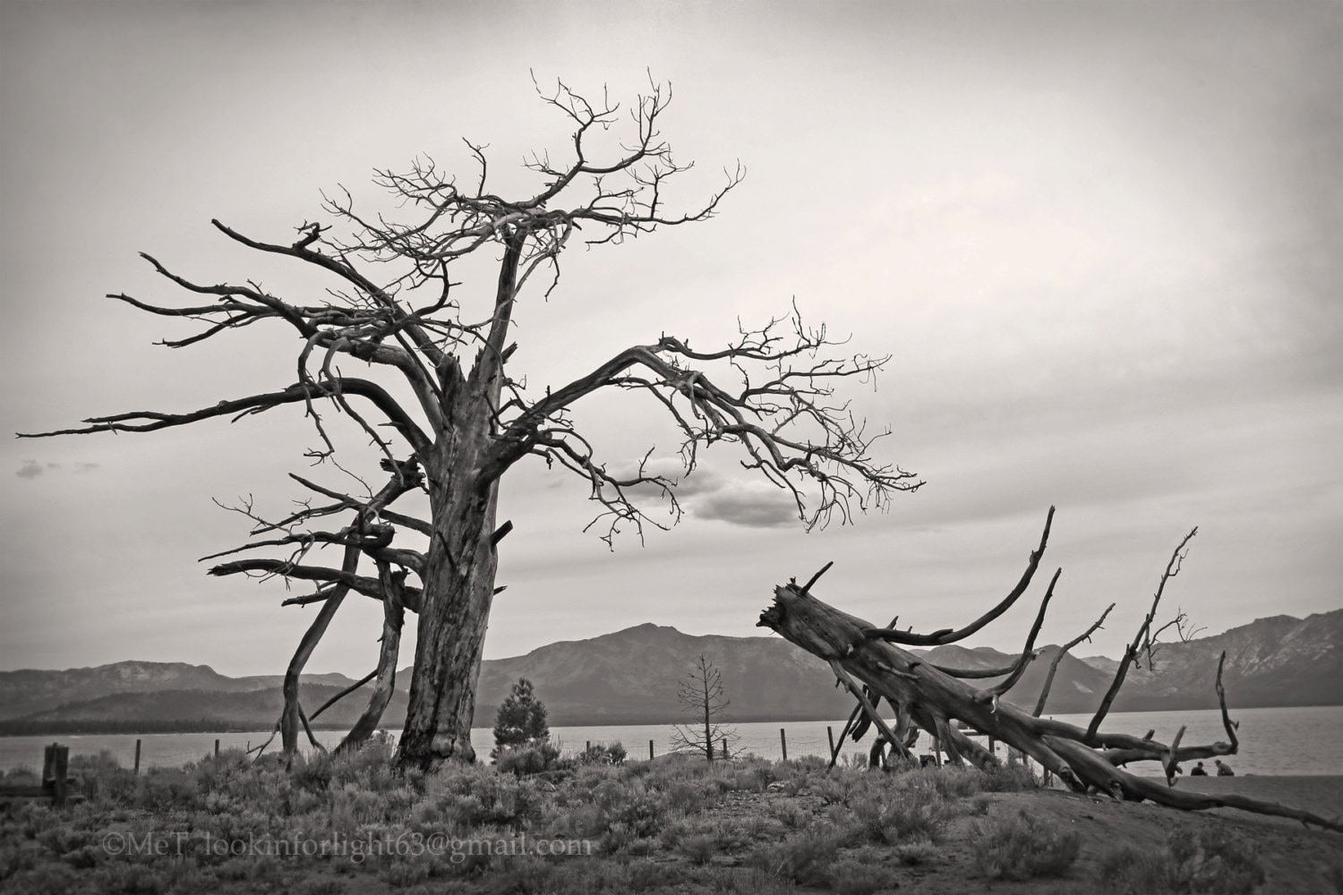 Old Tree Photo, Black & White Tree Photo, Tree at Lake Tahoe, Nevada ...