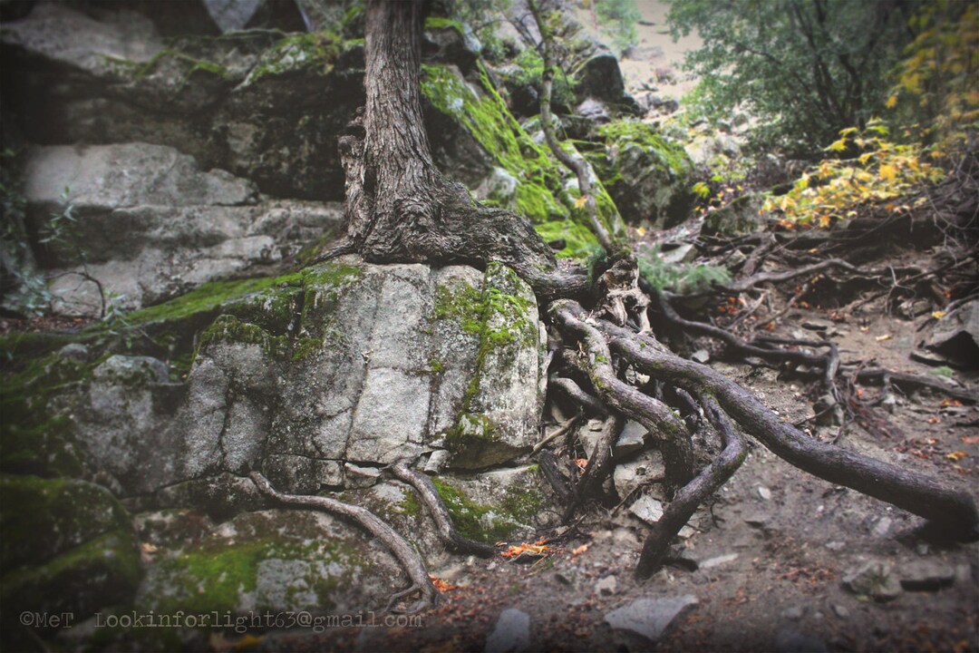 Tree Roots Photo | Surreal Tree Roots | Vernal Falls Trail | Woodland ...