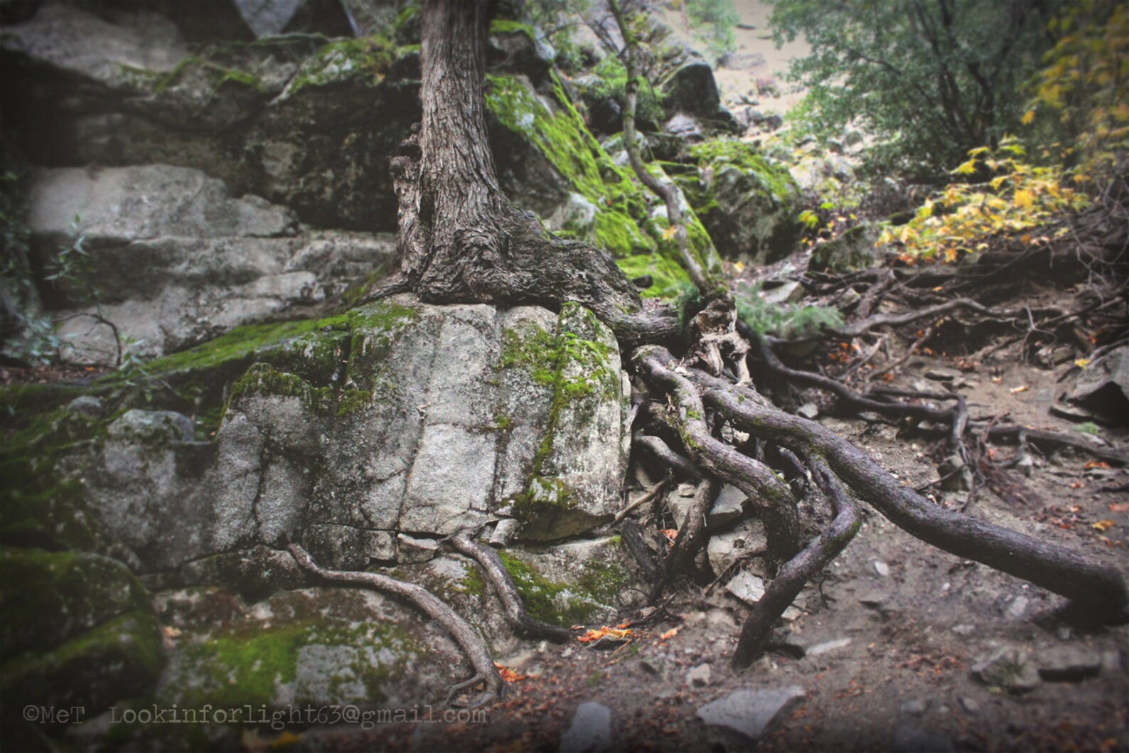 Tree Roots Photo | Surreal Tree Roots | Vernal Falls Trail | Woodland ...