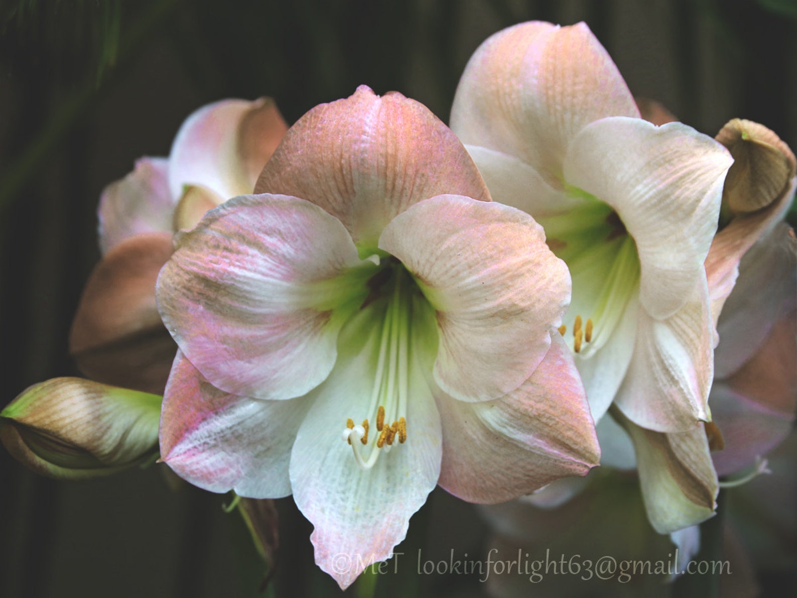 Pink Easter Lily Photo | Flower Print | Floral Art | Pink Pastel Floral ...