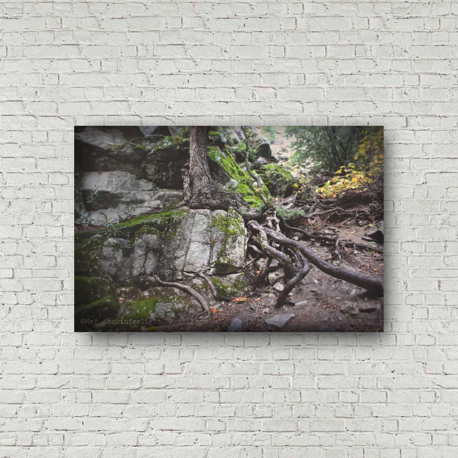 Tree Roots Photo | Surreal Tree Roots | Vernal Falls Trail | Woodland ...