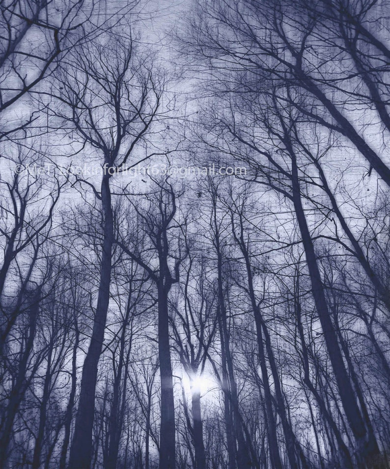 Blue Abstract Tree Art, Surreal Tree Photo and Sunlight, Sublime Tree ...