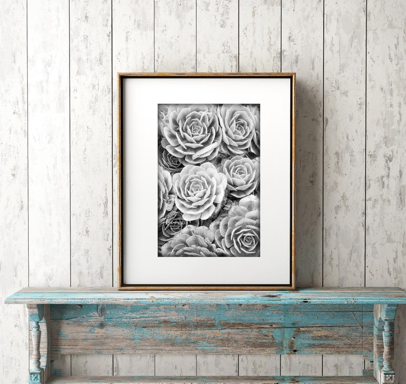 Succulent Plant Photo | Botanical Art | Mint Plant Print | Organic ...