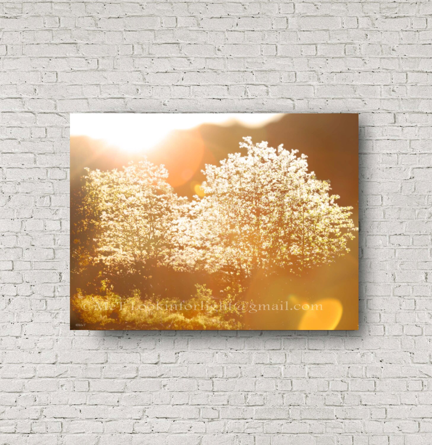 Sunlight & Trees Photo | Golden Sunshine Art |tree Blossoms Print | Sun ...