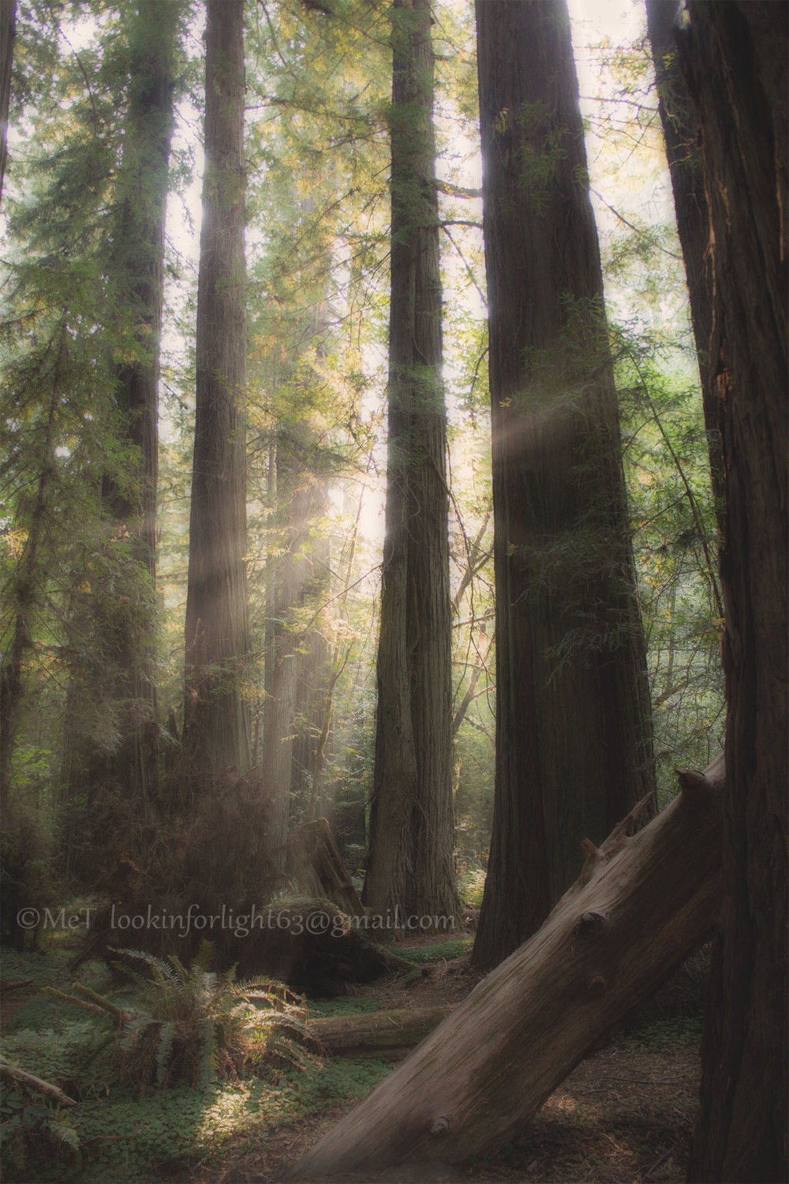 Tree Photo | Redwoods Art | Redwood Forest Photo | Woodland Tree Print ...
