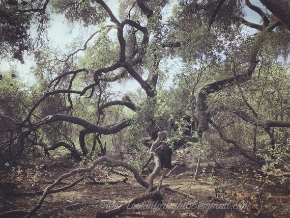 Tree Photography Live Oak Tree Print Wild Tree Nature | Etsy