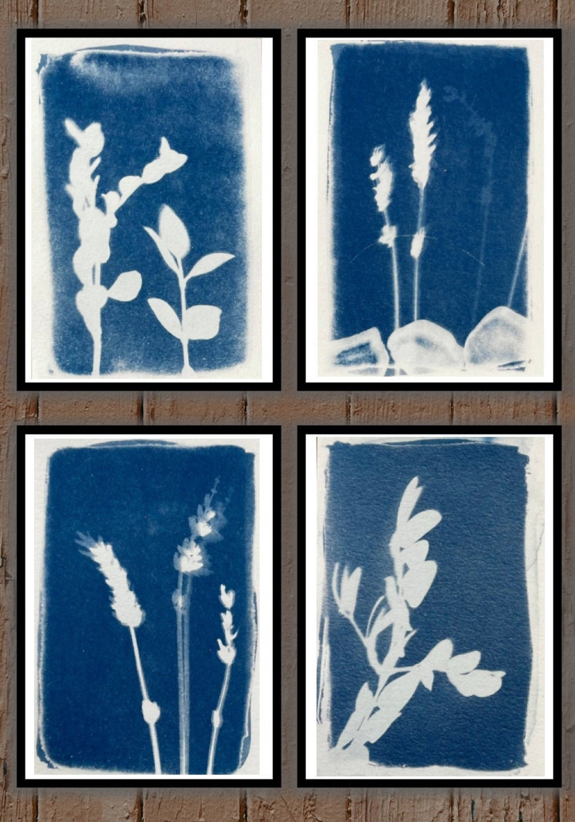 Botanical Cyanotype Original Print / Nature Art / Plant Decor - Etsy