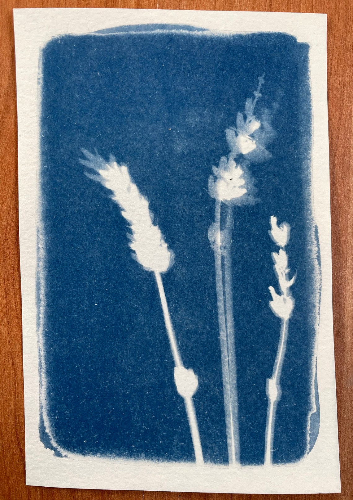 Botanical Cyanotype Original Print / Nature Art / Plant Decor - Etsy