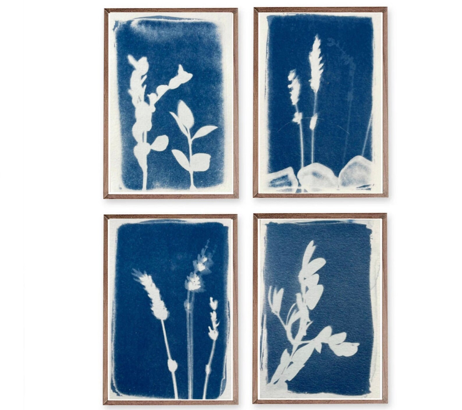 Botanical Cyanotype Original Print / Nature Art / Plant Decor | Etsy