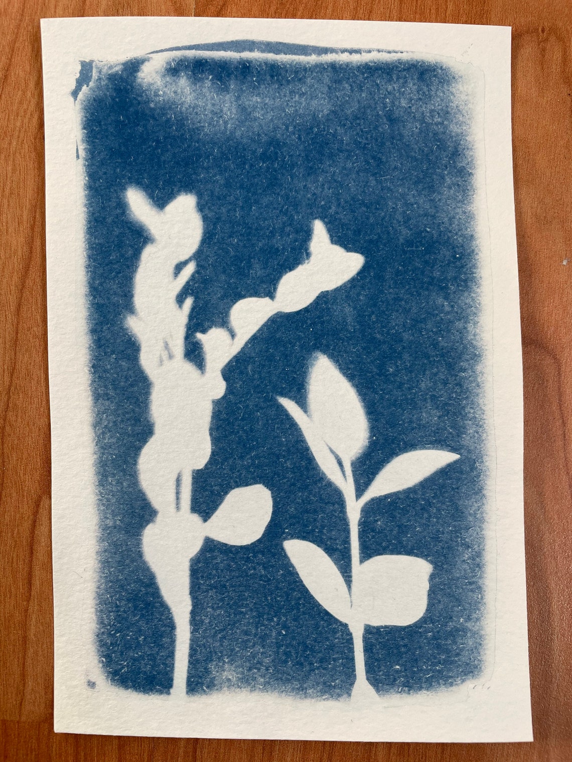 Botanical Cyanotype Original Print / Nature Art / Plant Decor - Etsy