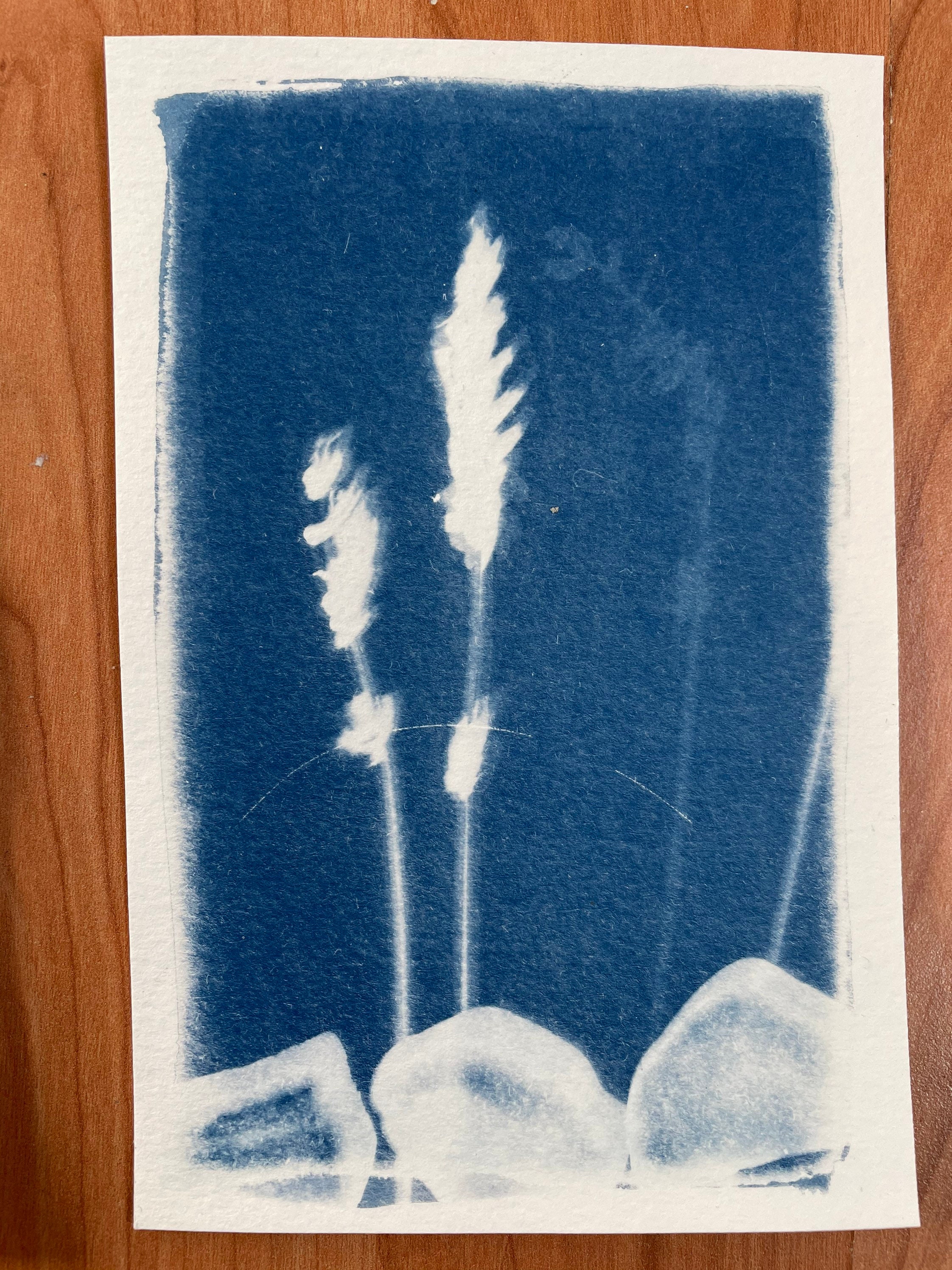 Botanical Cyanotype Original Print / Nature Art / Plant Decor - Etsy