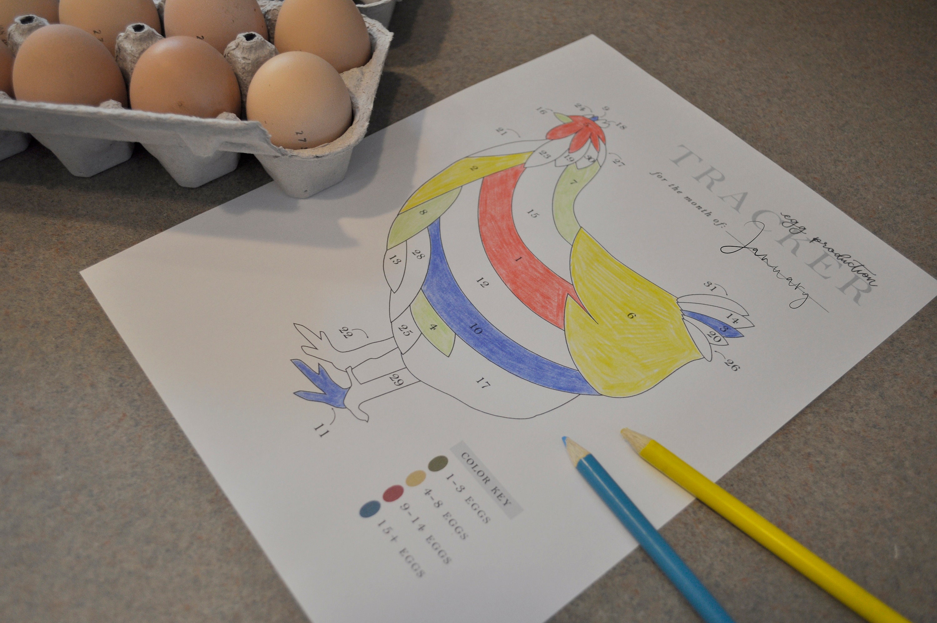 Printable Egg Production Color Sheet for Kids, Backyard Chicken Egg ...