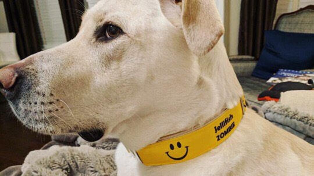 Smiley Face Eco Dog Collar in Yellow - Etsy