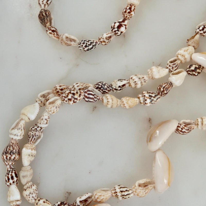 Trochus Shell - Etsy