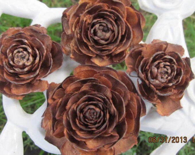 100 Rose Pine Cones or Cedar Rose , From the Deodar Cedar Tree ( Cedrus ...