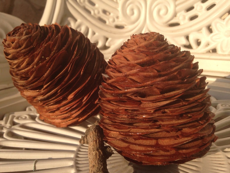 Deodar a Rare Cone , This is the Whole Deodar Pine Cone , 3 Beautiful ...