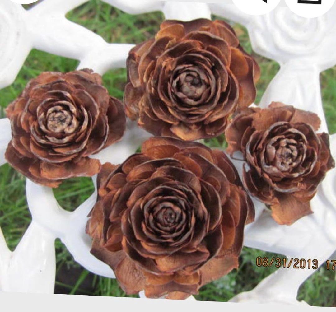 30 Rose Pine Cones , From the Deodar Tree , - Etsy