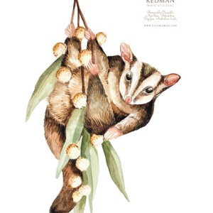 Sugar Glider Decal / Australian Animals / Wall Stickers / Wall Art ...
