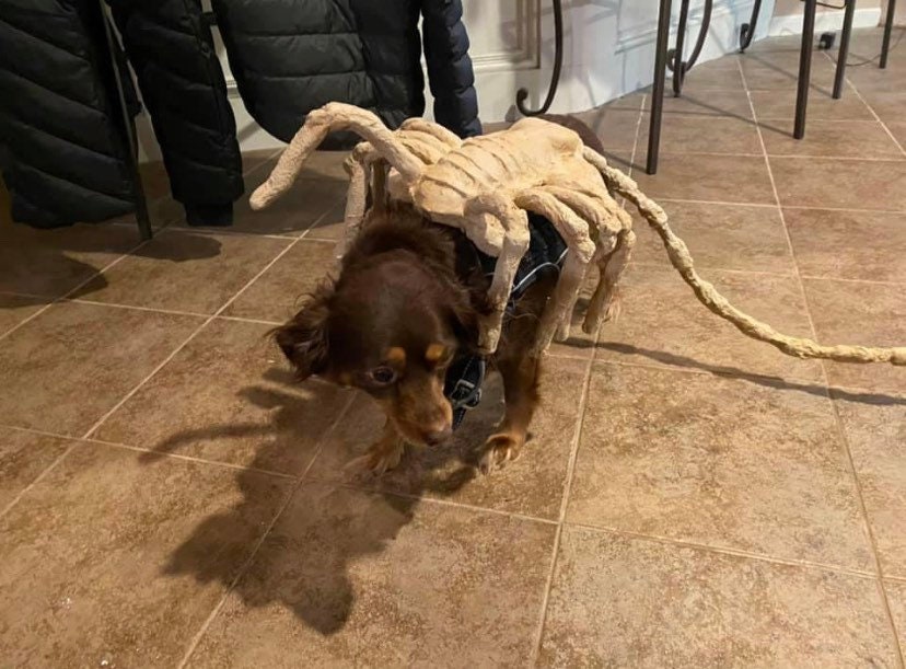 Dog Alien Chestburster