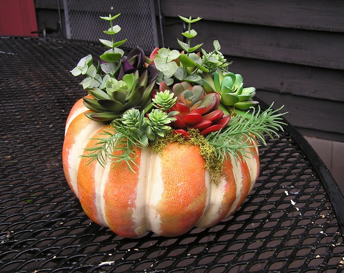 Succulents in Pumpkin Arrangement, Fall Succulent Table Piece ...