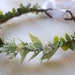 Pale Greenery Flower Crown - Eucalyptus Bridal Crown - Greenery Halo ...