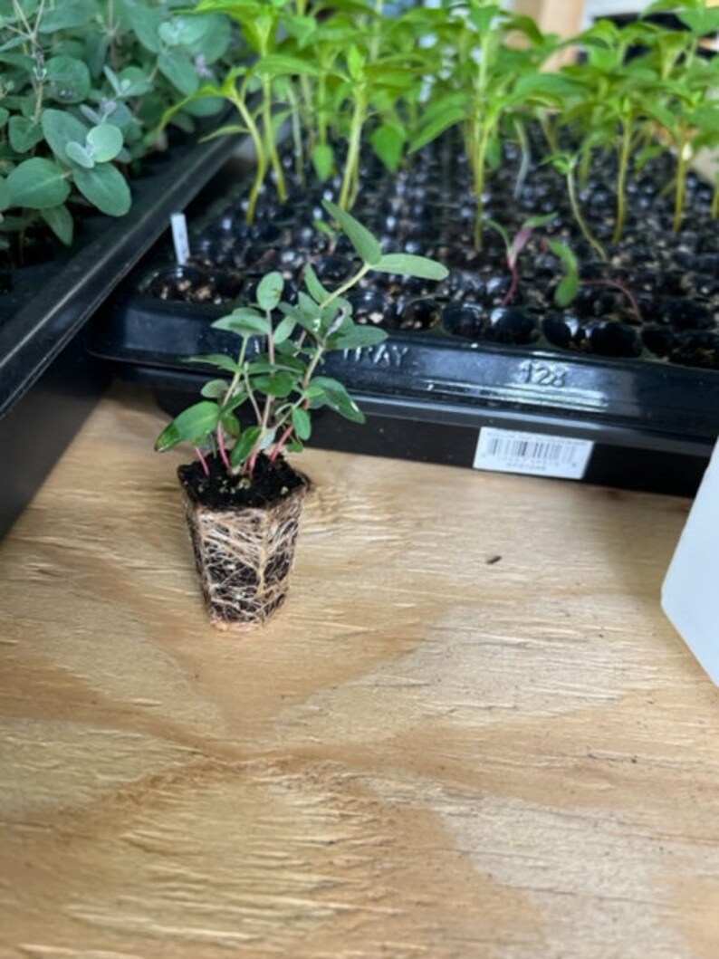 Fast Growing Eucalyptus Live Plants silver Drop & baby Blue Air ...