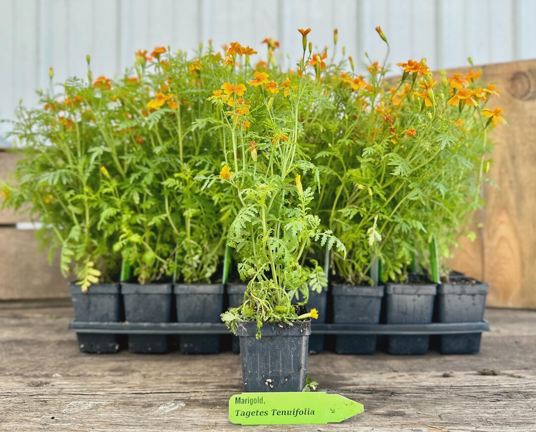 Marigold Signet Seeds (25) | Edible Flowers, Heirloom Tagetes ...