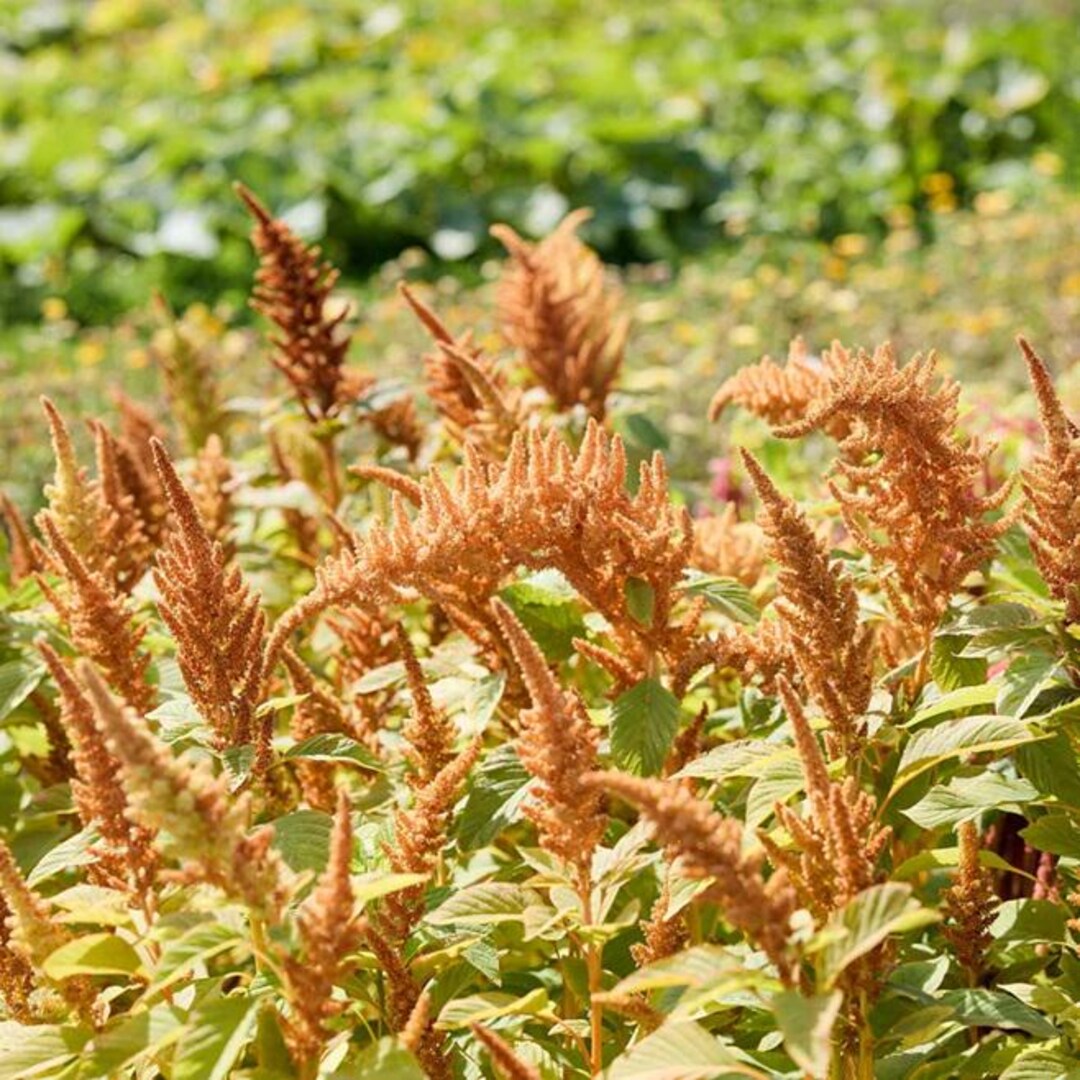 Amaranth Autumn Touch Flower Seeds – Organic, Bee-friendly for Cutting ...