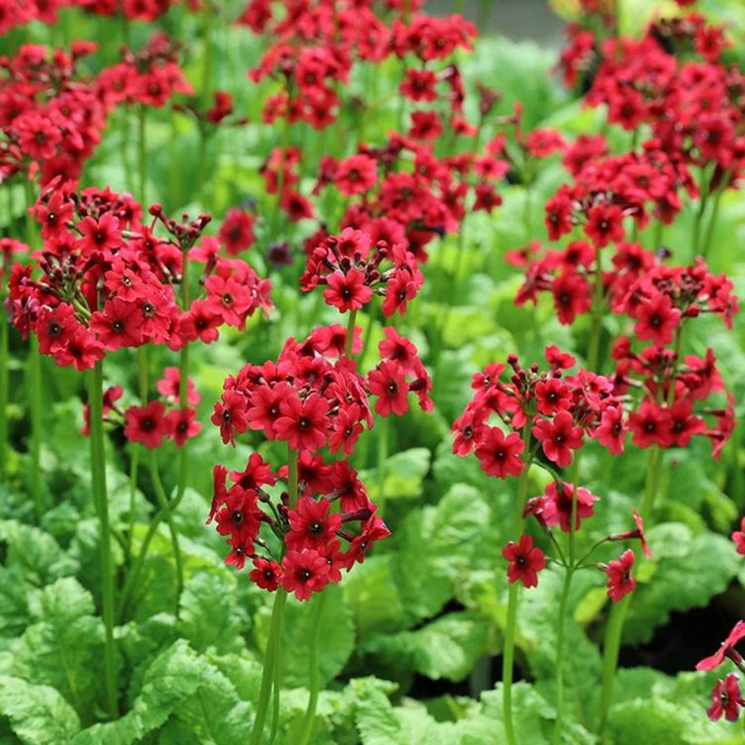 Fairy Primrose-crimson Flower Seeds – Organic, Bee-friendly for Cutting ...